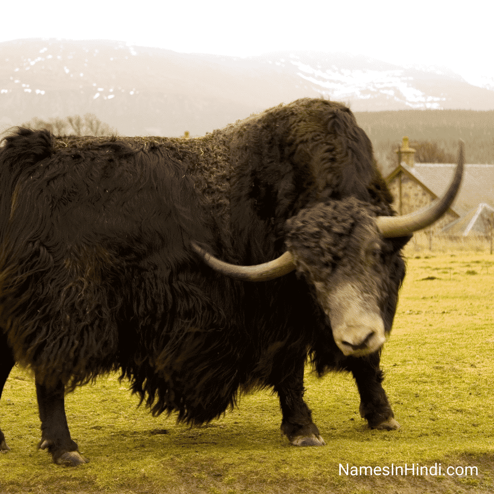 100+ Animals Name in Hindi for Easy Learning