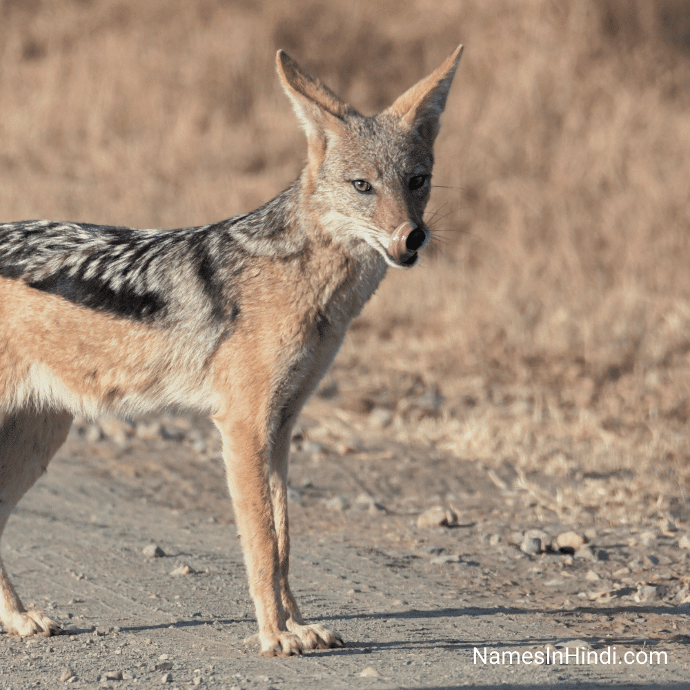 100+ Animals Name in Hindi for Easy Learning