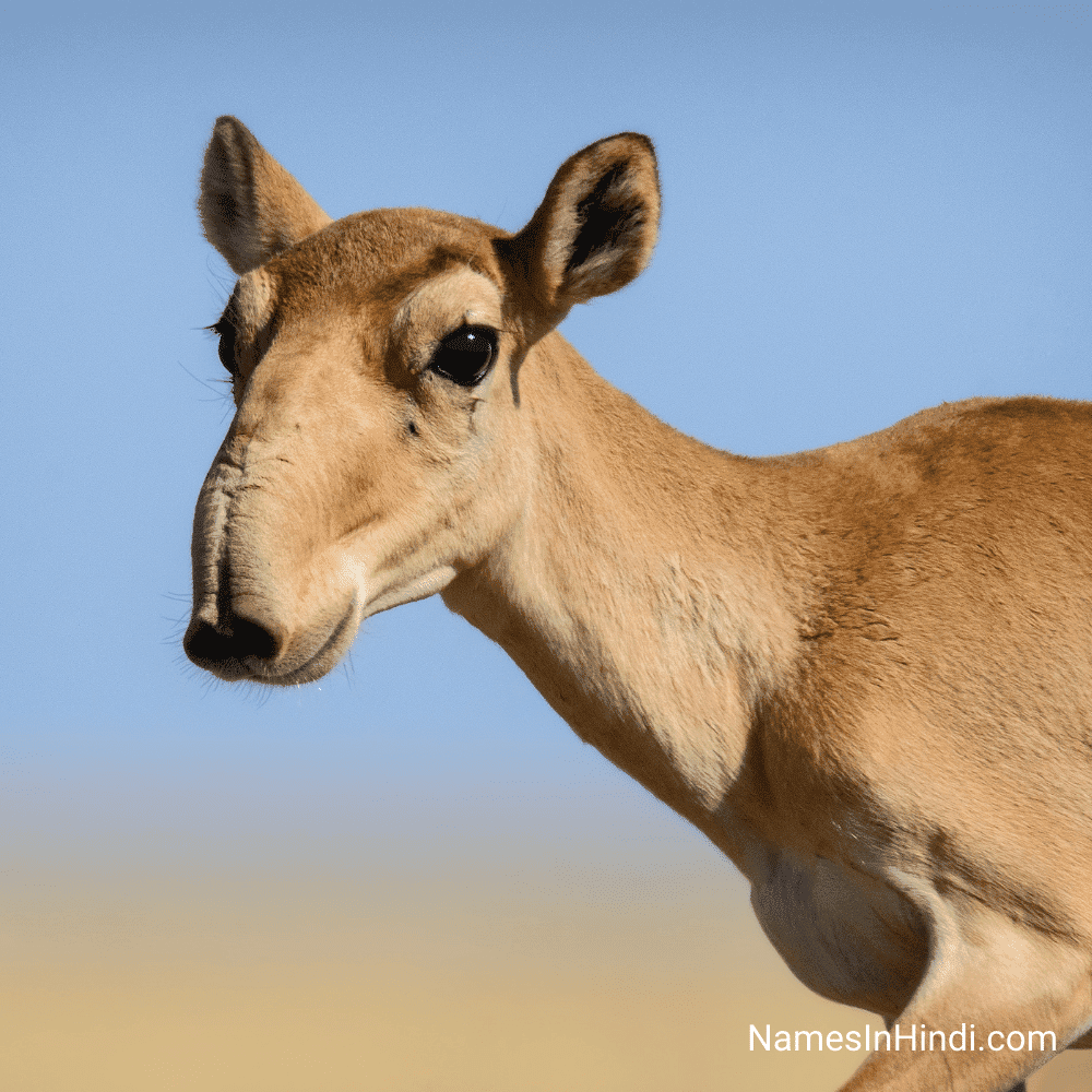101+ Animals Names in Telugu | జంతువుల పేర్లు Explained