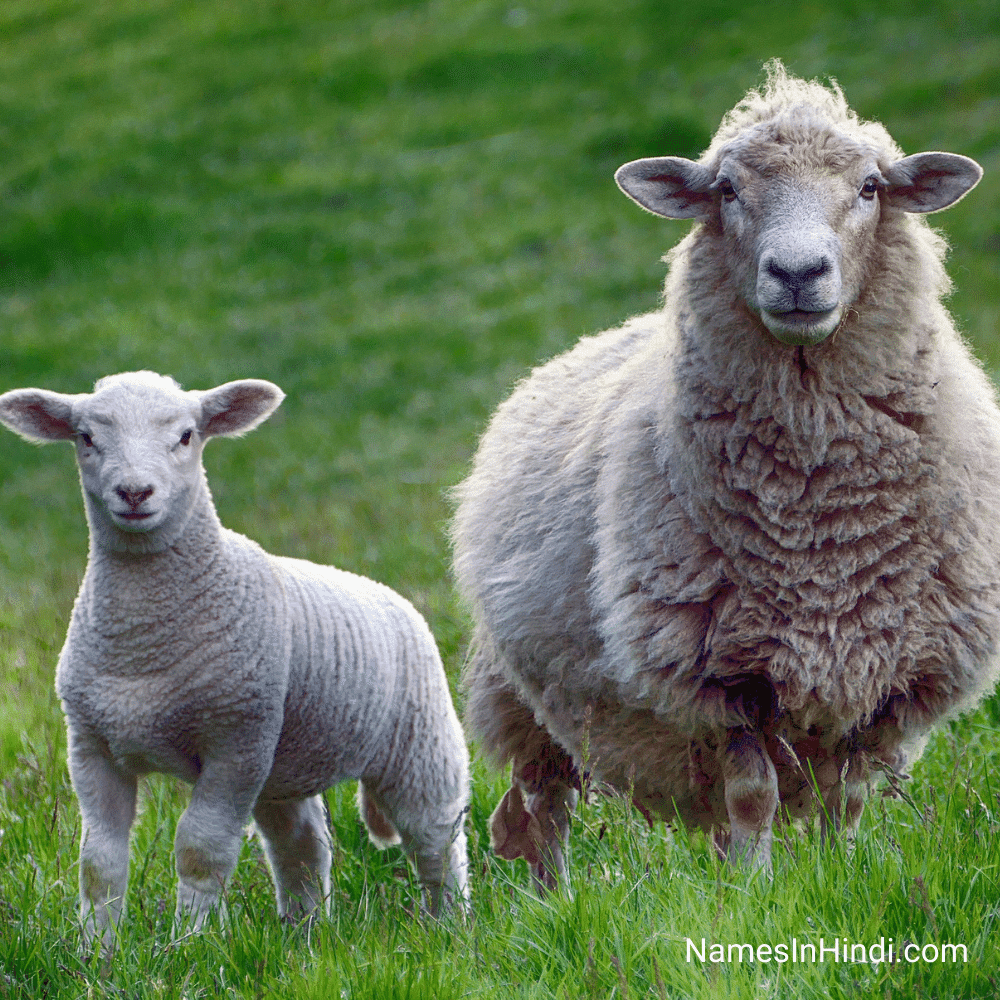 100+ Animals Name in Hindi for Easy Learning