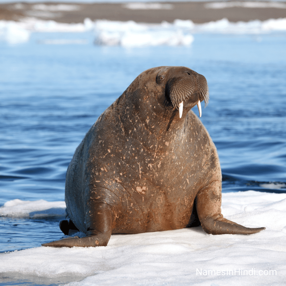 100+ Animals Name in Hindi for Easy Learning